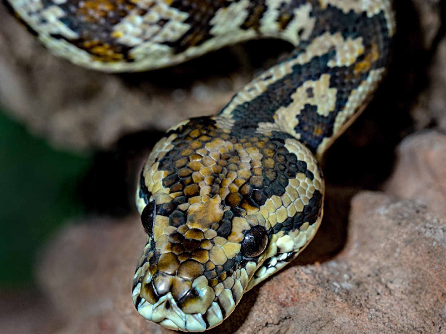 Snake Trapping | Kissimmee, FL | Mongoose Snake Trapping